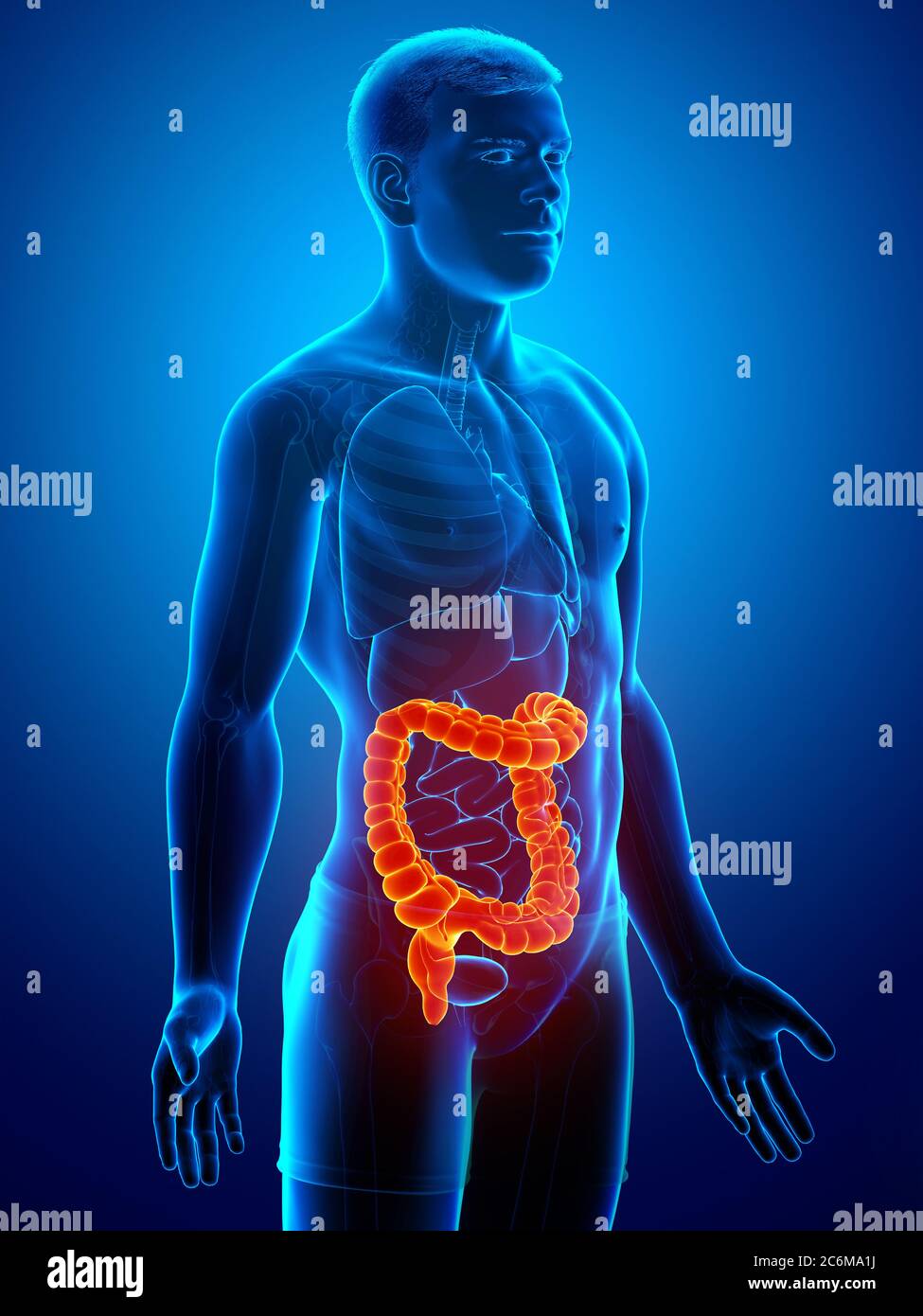 3d rendered, medically accurate illustration of male large intestine ...