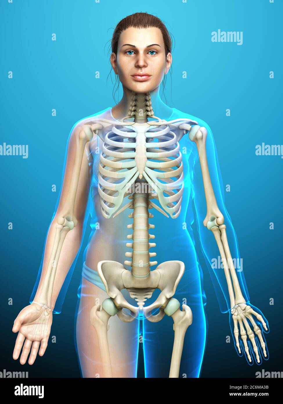 3d rendered, medically accurate illustration of a female skeleton ...