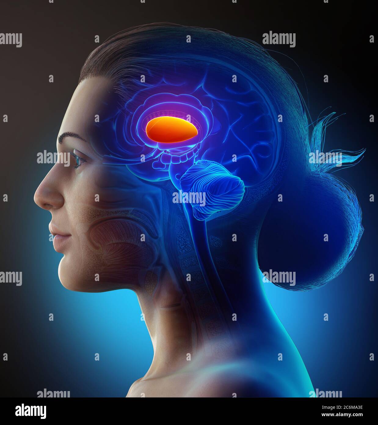 3d rendered medically accurate illustration of a female brains anatomy ...