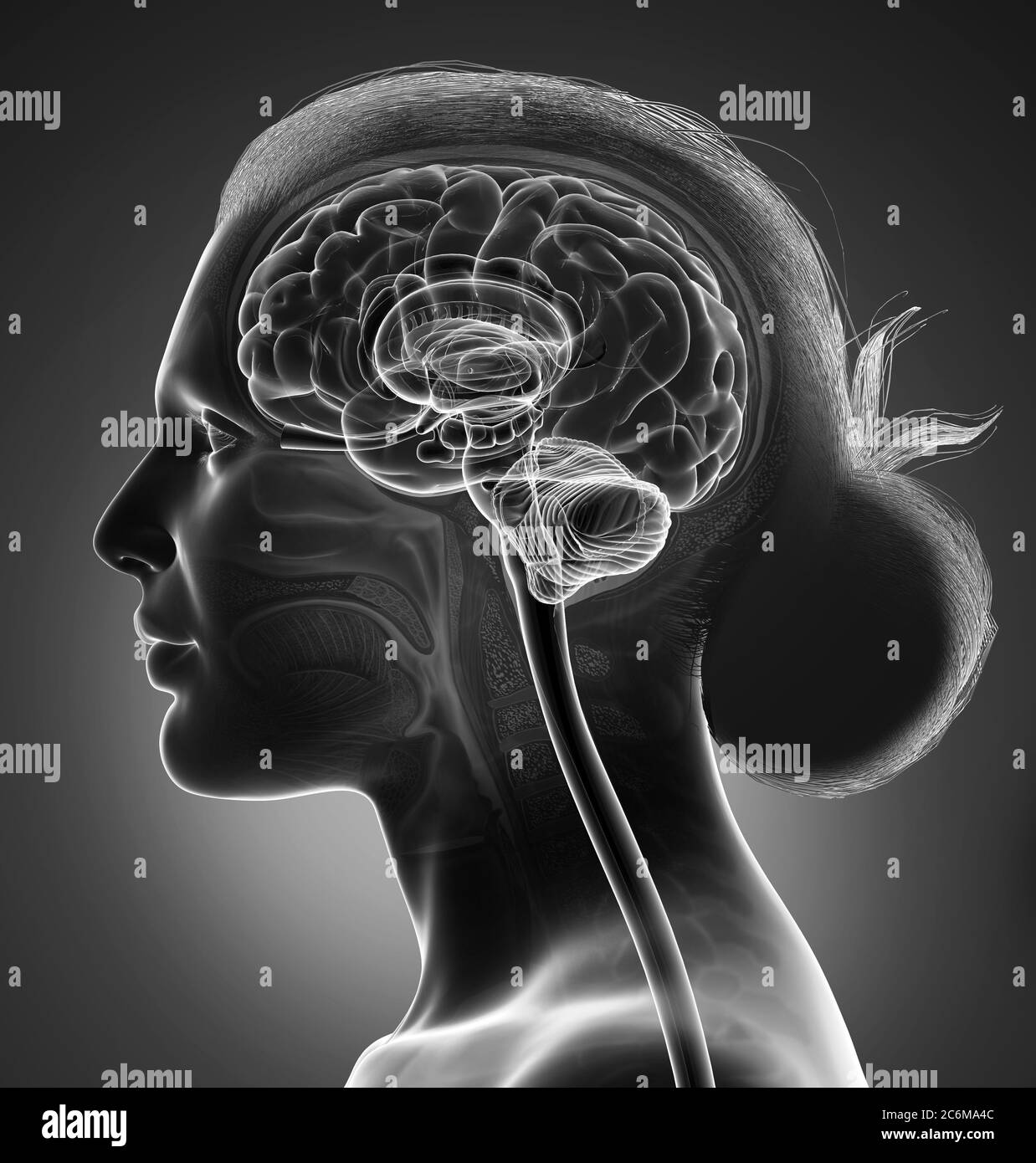 3d rendered medically accurate illustration of a female brain anatomy ...