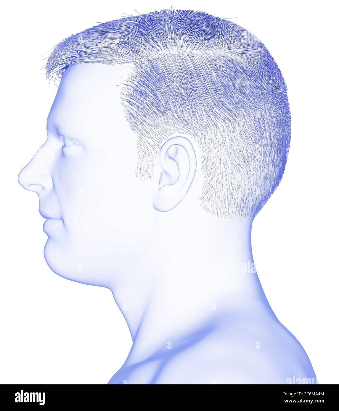 3d rendered medically accurate illustration of a male head anatomy ...