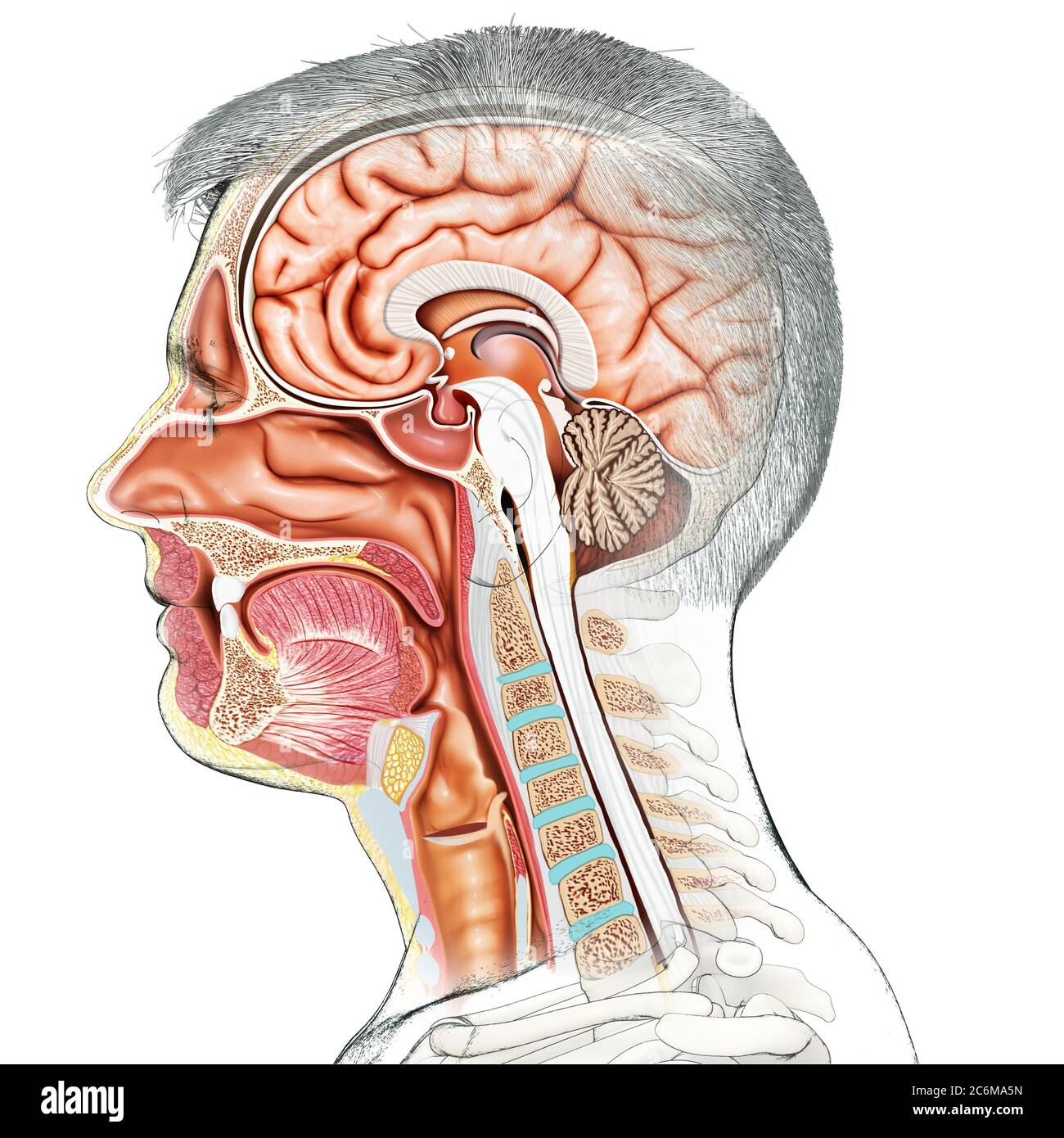 3d rendered, medically accurate illustration of Cross section of male ...