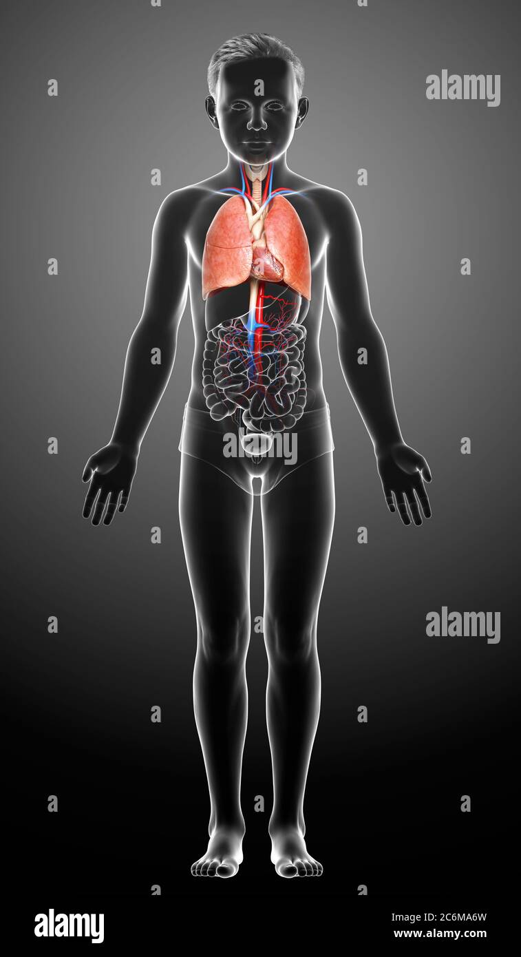 3d rendered, medically accurate illustration of a young boy lung ...