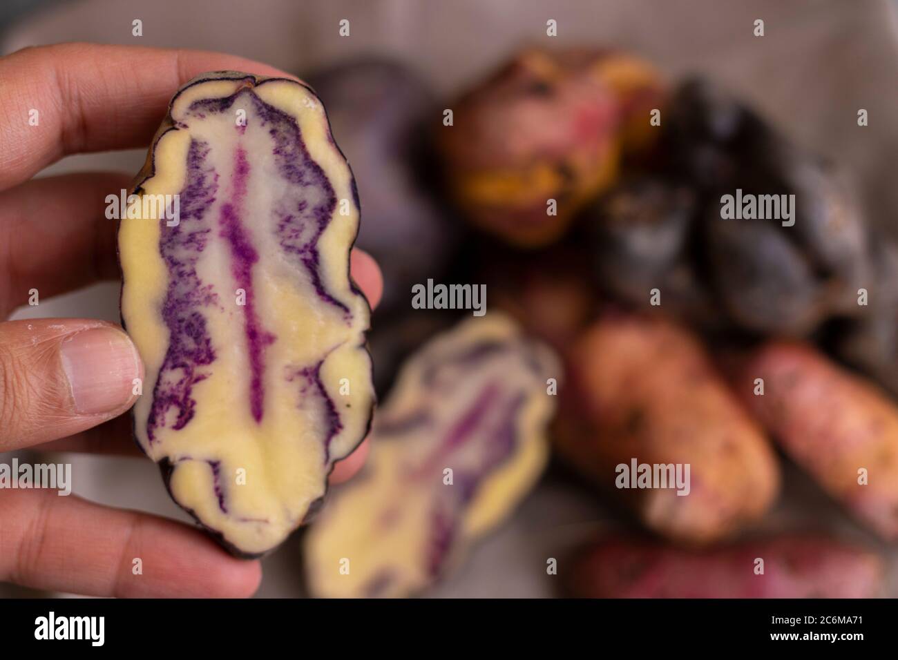 Peruvian native potatoes, harvested in Cusco, Peru Stock Photo - Alamy