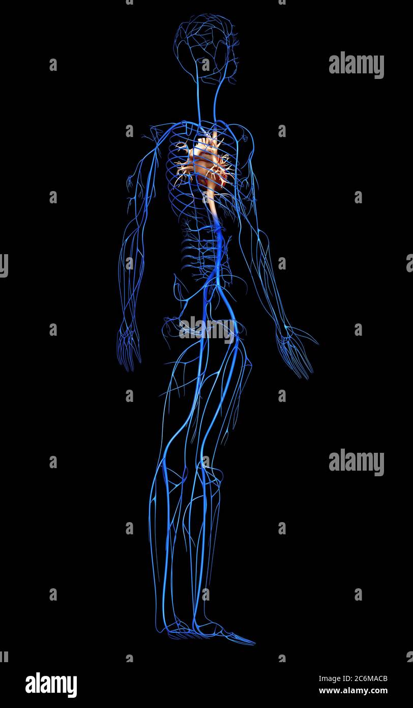 3d rendered medically accurate illustration of the Veins Stock Photo ...