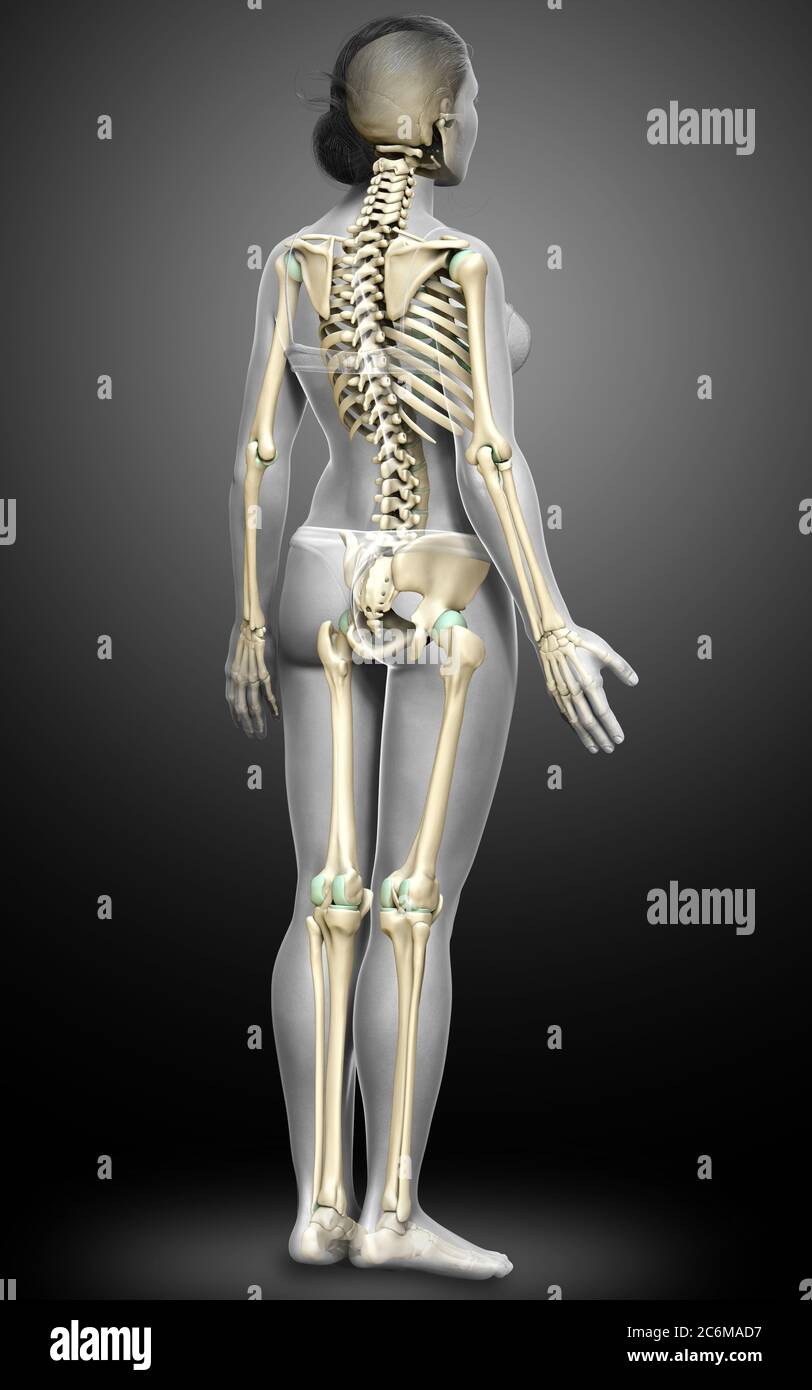 3d rendered, medically accurate illustration of a female skeleton ...