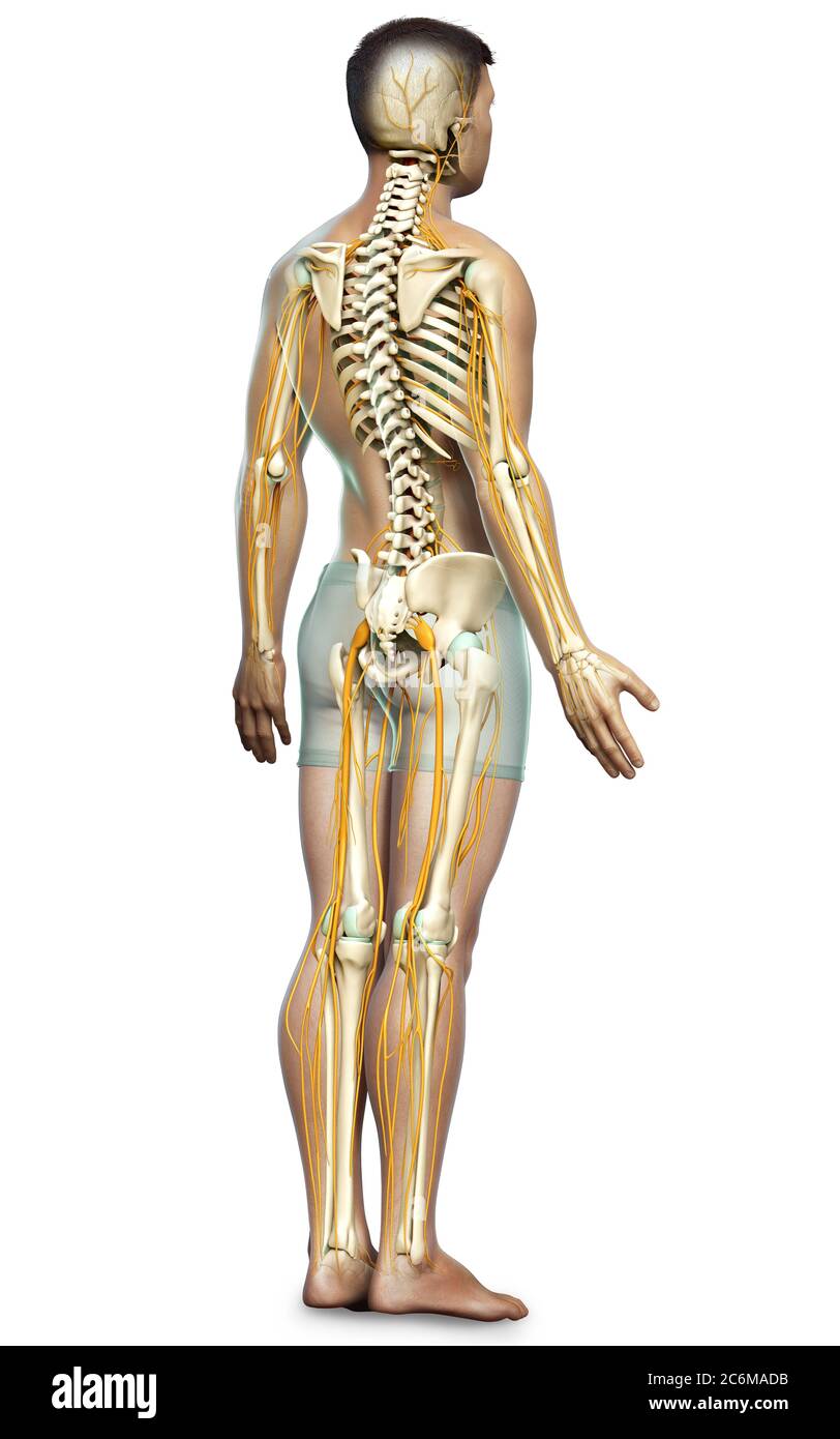 3d rendered medically accurate illustration of the nervous system and ...