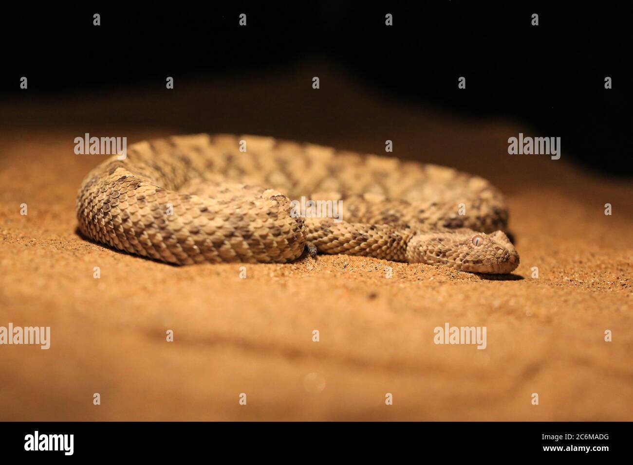 Australia sand snake hi-res stock photography and images - Alamy