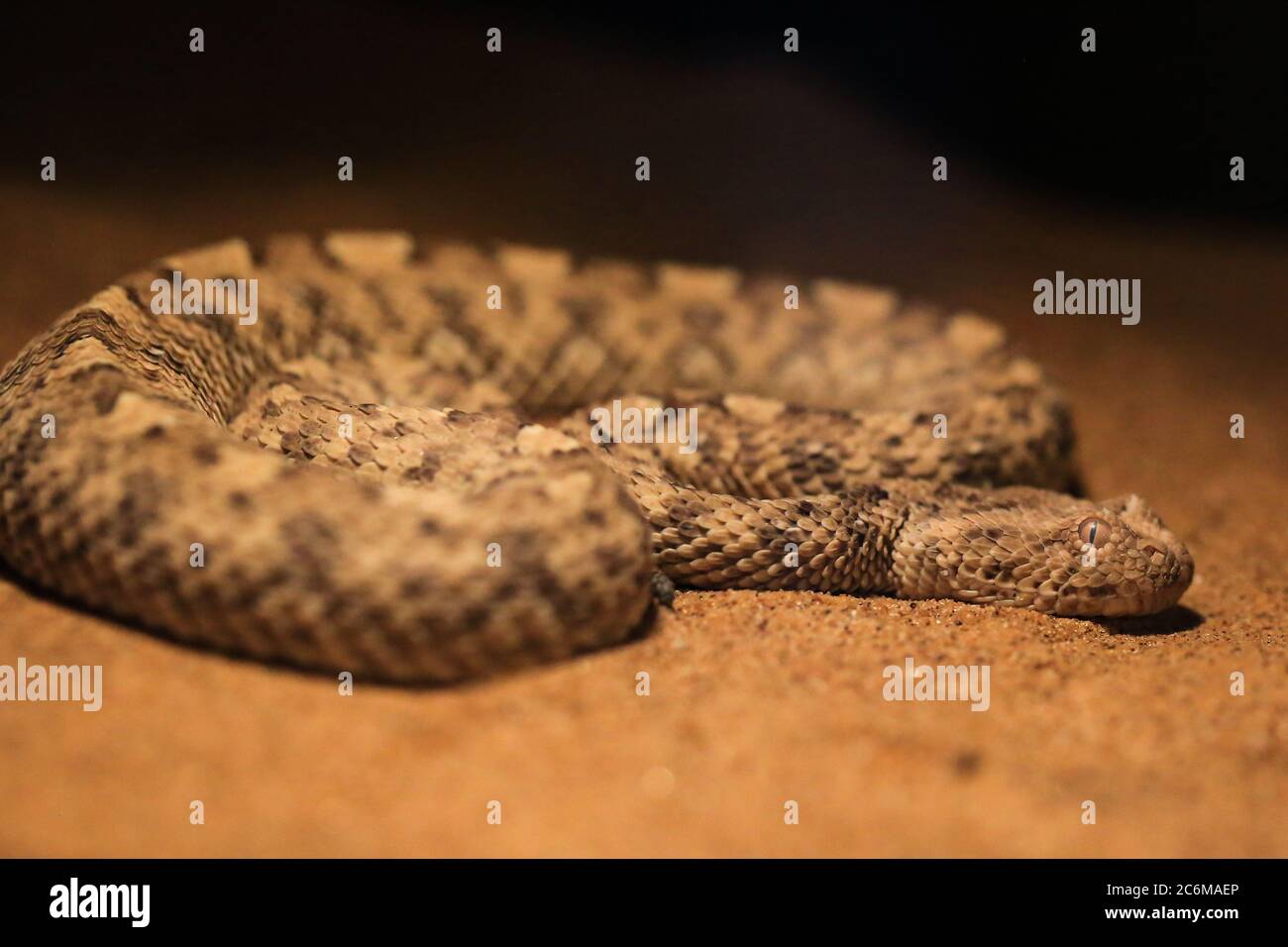Copperhead snake camouflage hi-res stock photography and images - Alamy