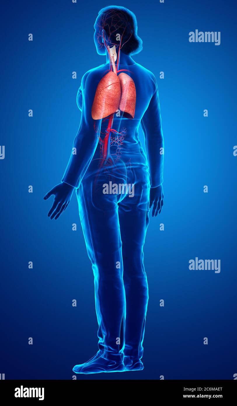 3d rendered, medically accurate illustration of a female lung anatomy ...