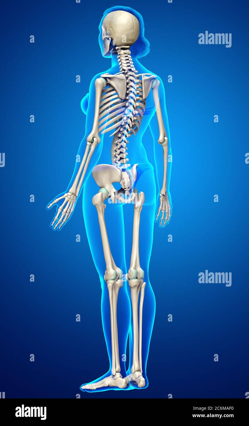 3d rendered, medically accurate illustration of a female skeleton ...
