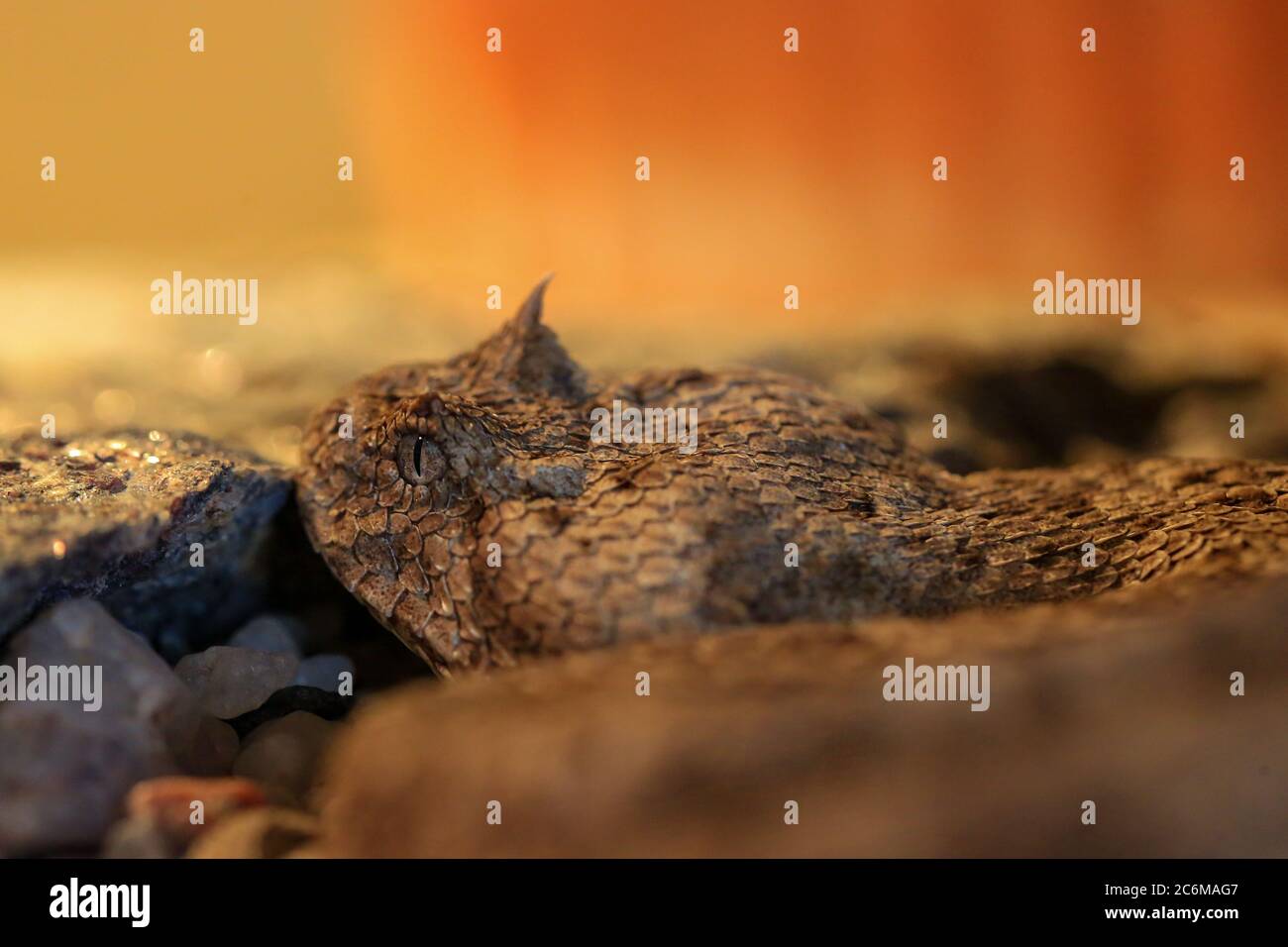 Copperhead snake camouflage hi-res stock photography and images - Alamy