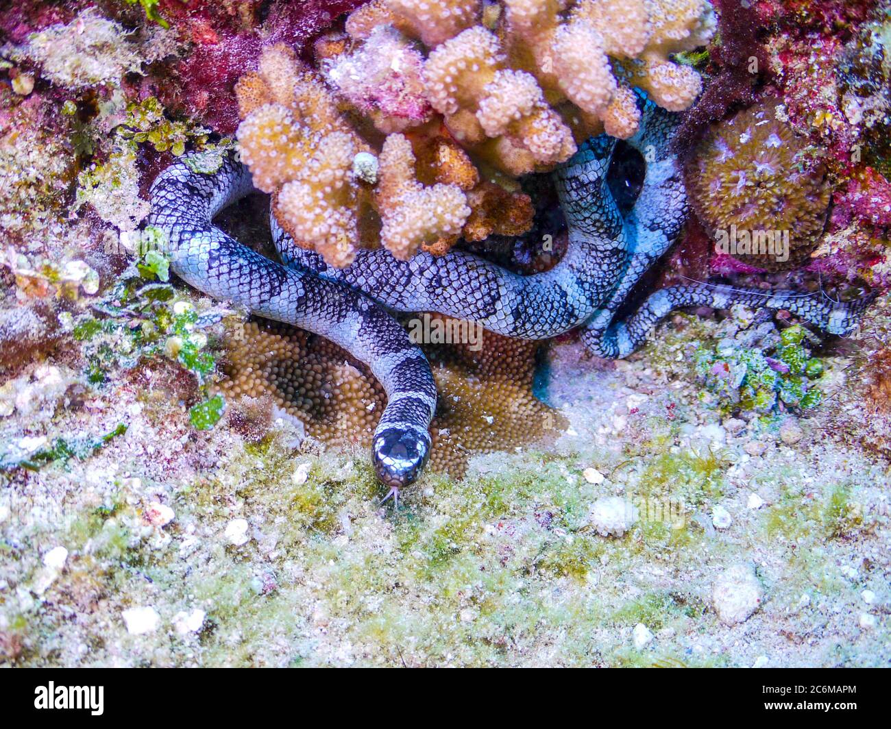 Australia sea snake hi-res stock photography and images - Alamy