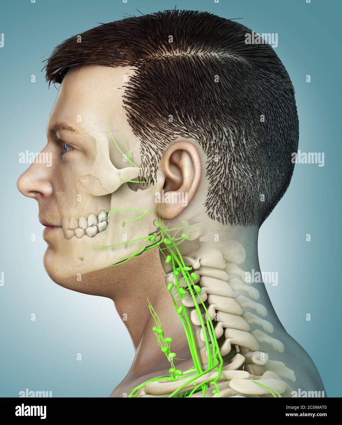 Lymphatic system face hi-res stock photography and images - Alamy