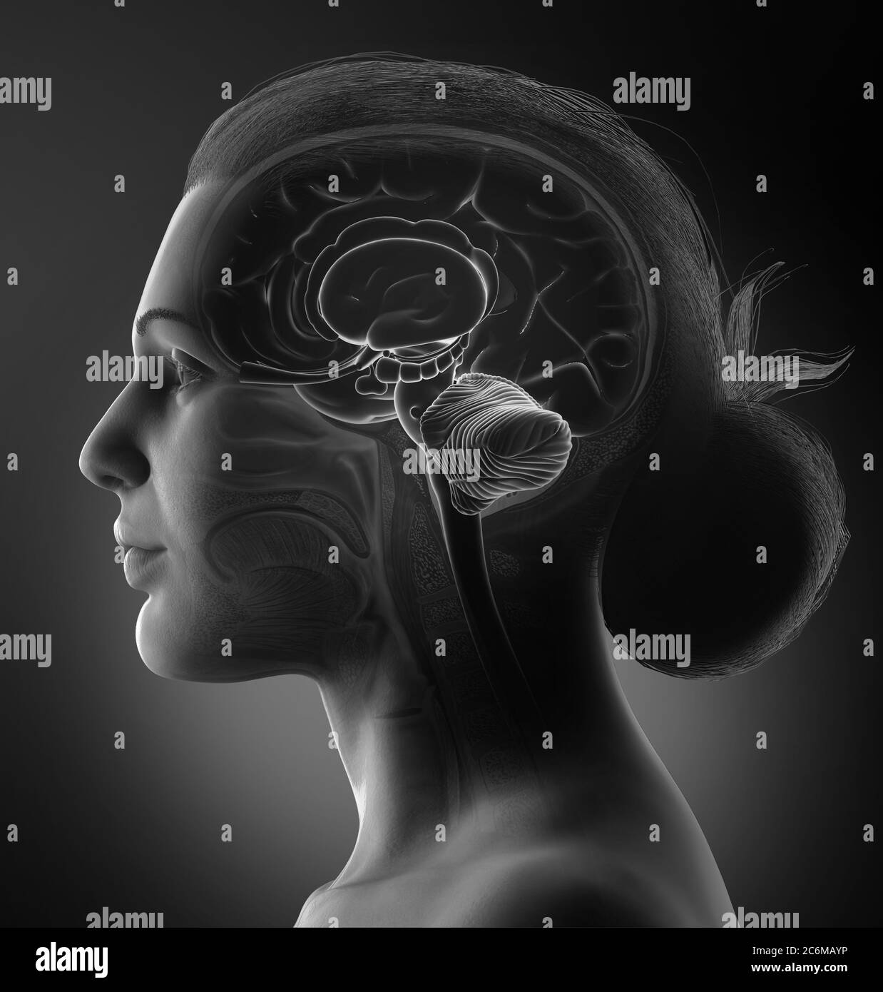 3d rendered medically accurate illustration of a female brain anatomy ...