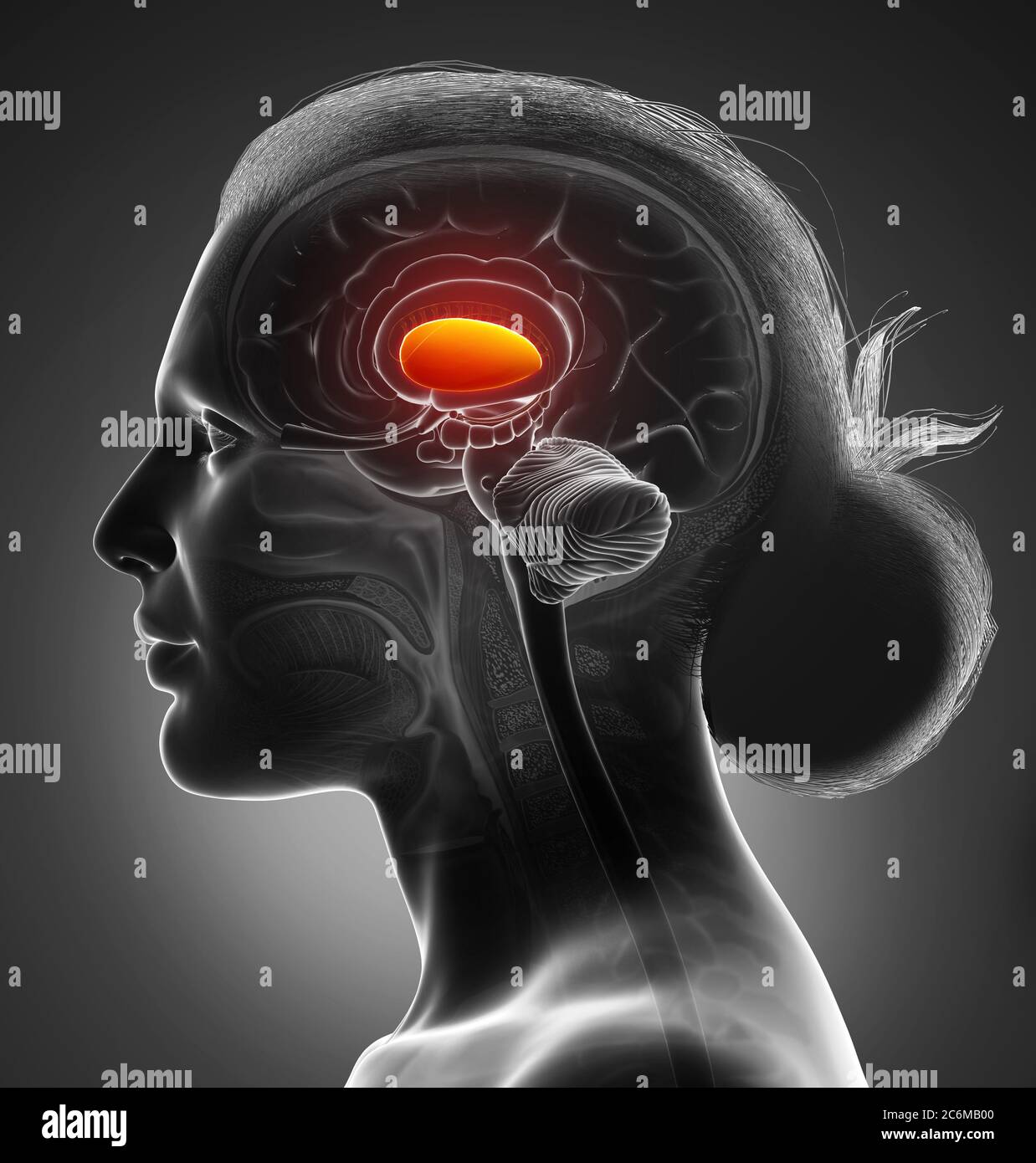 3d rendered medically accurate illustration of a female brains anatomy ...