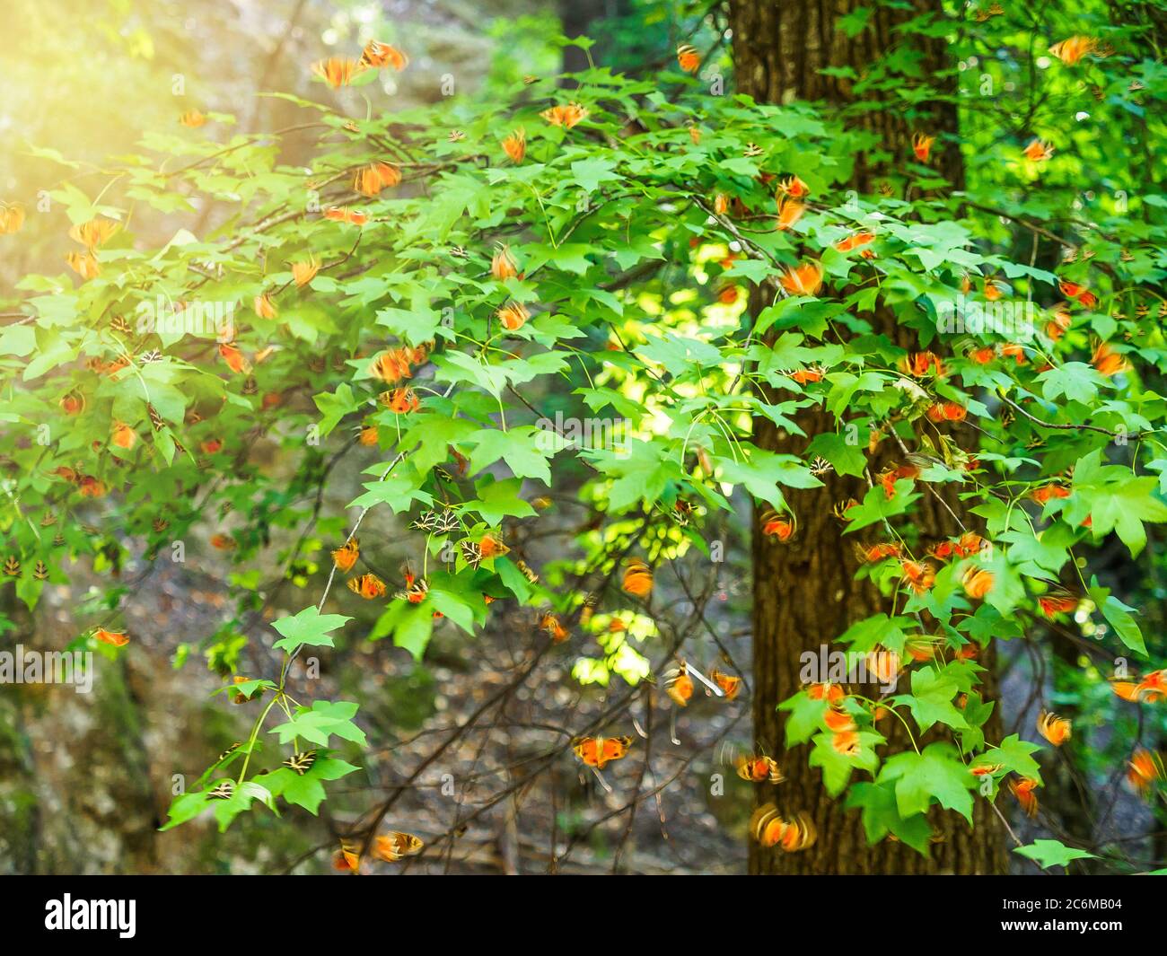 Butterflies (Jersey tiger) flying from the leaves of trees in the ...