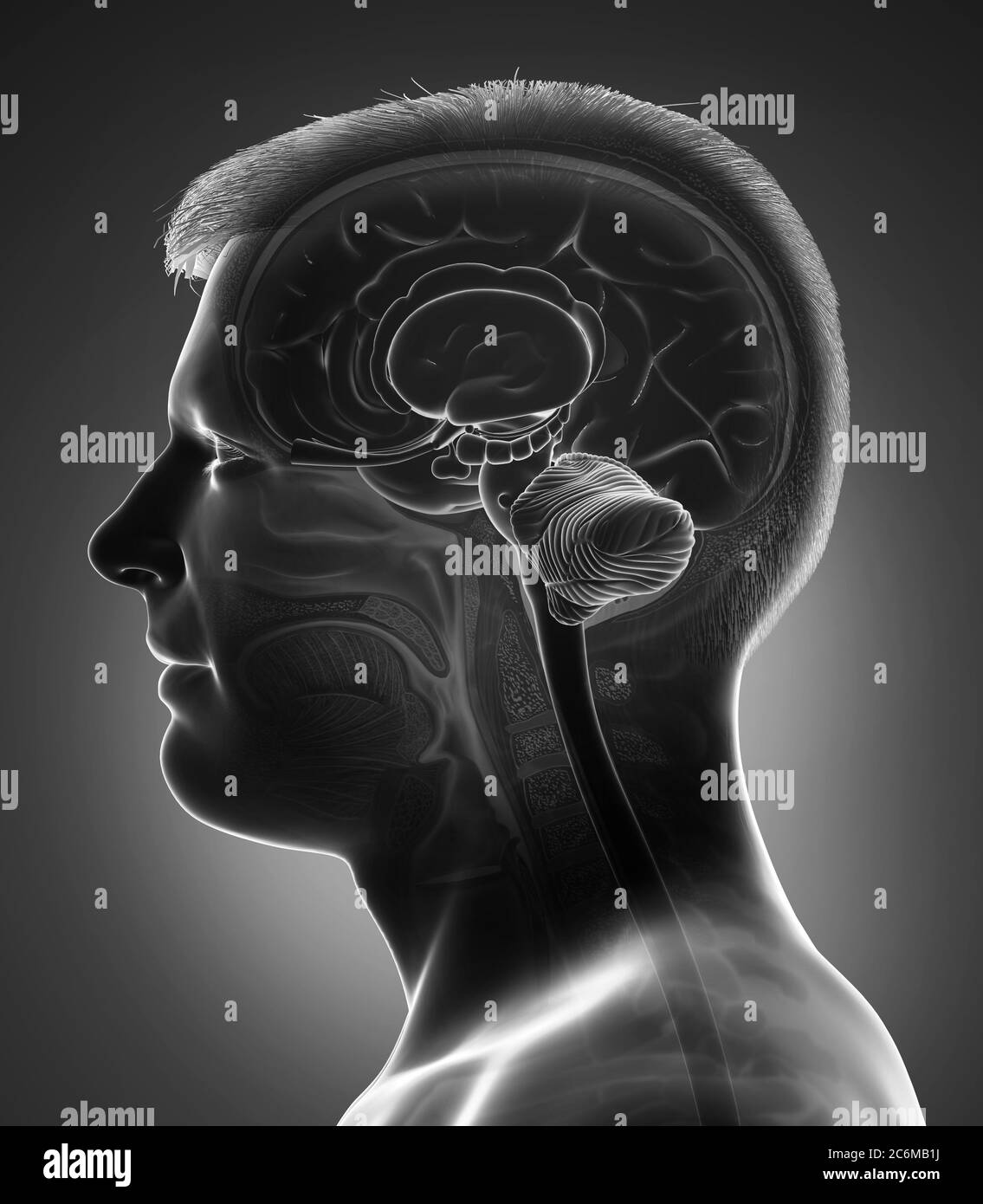 3d rendered medically accurate illustration of a male brain anatomy ...