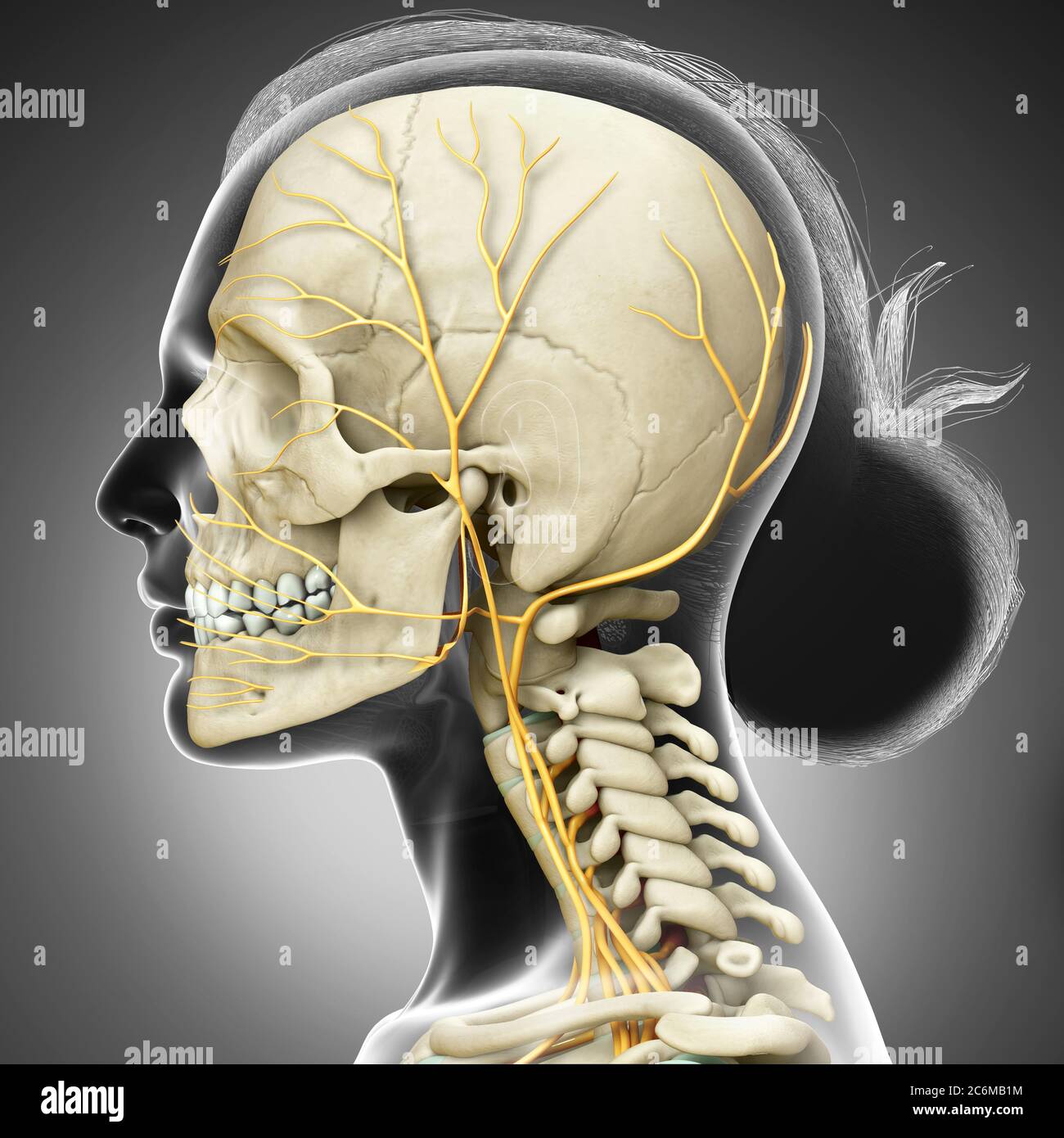 3d rendered medically accurate illustration of female head nervous ...