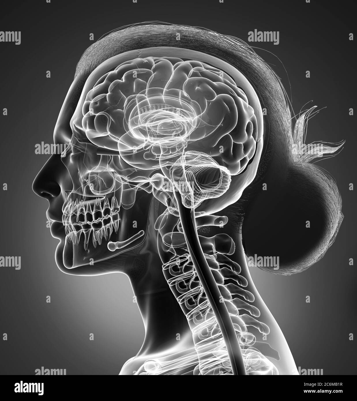 3d rendered medically accurate illustration of a female brain anatomy ...