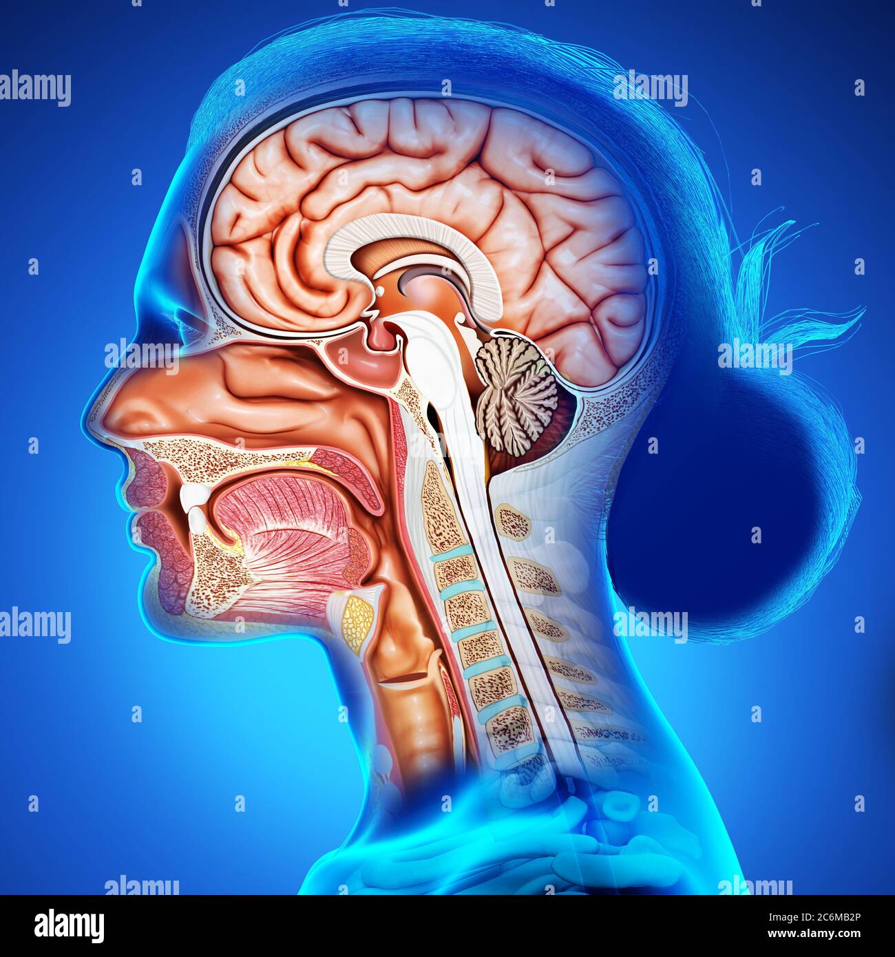 3d rendered, medically accurate illustration of Cross section of female ...
