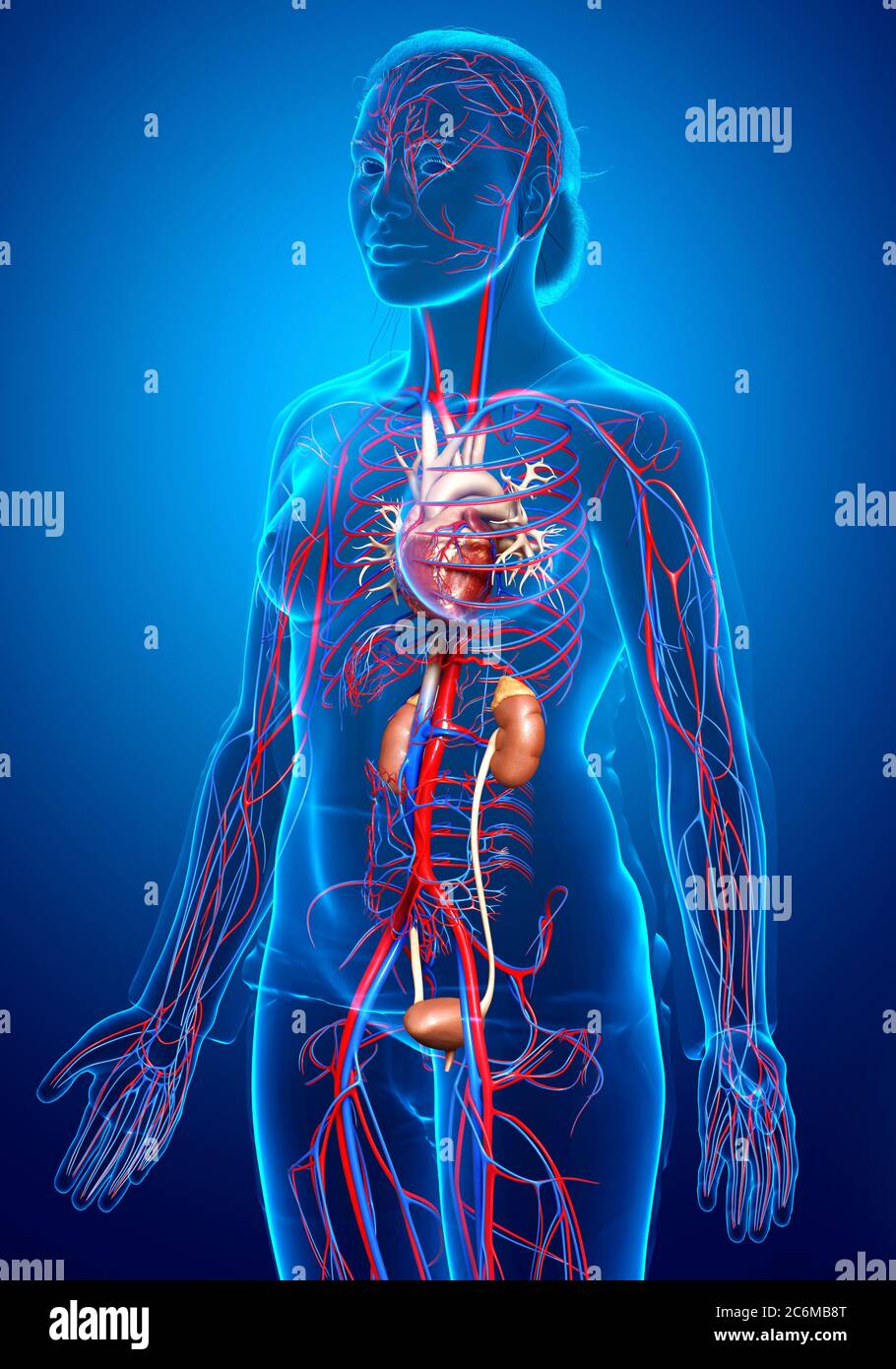 3d rendered, medically accurate illustration of the female kidneys and ...