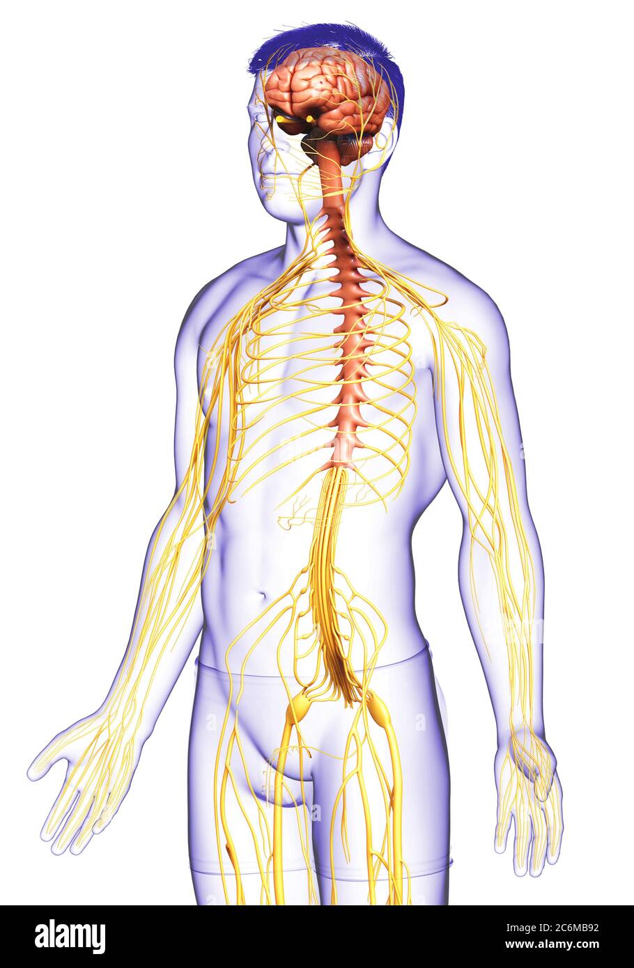 3d rendered medically accurate illustration of a male nervous system ...