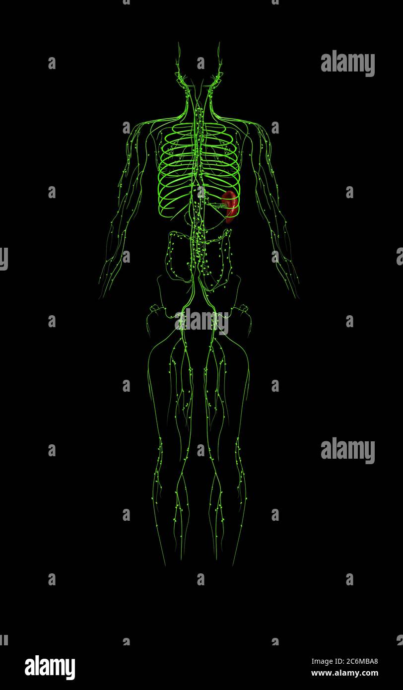 Lymphatic system of the upper body hi-res stock photography and images ...