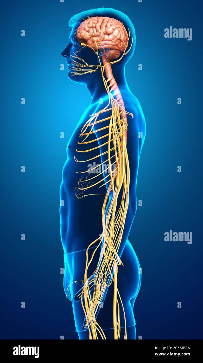 3d rendered medically accurate illustration of a male nervous system ...