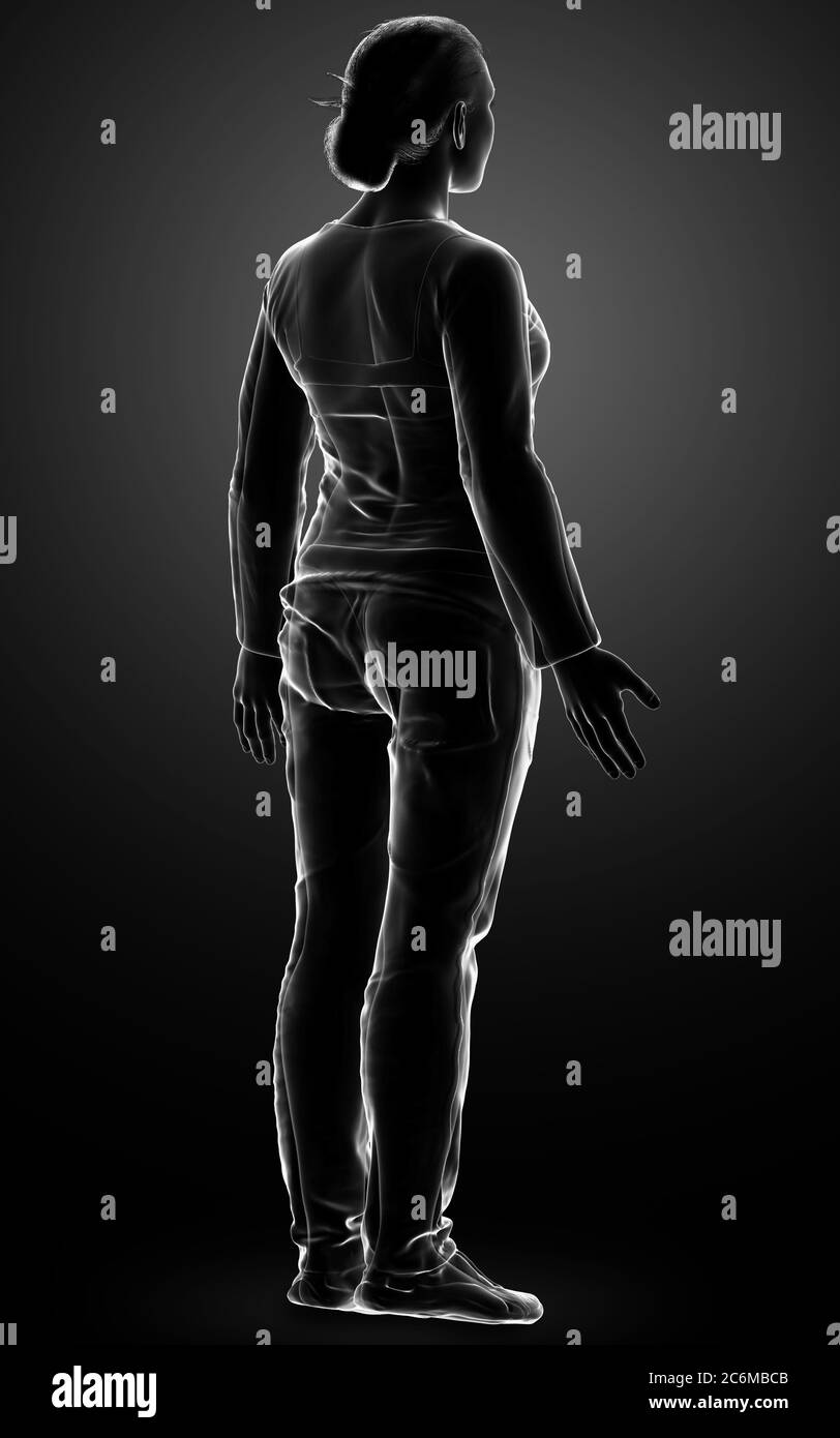 3d rendered illustration of the female body Stock Photo - Alamy