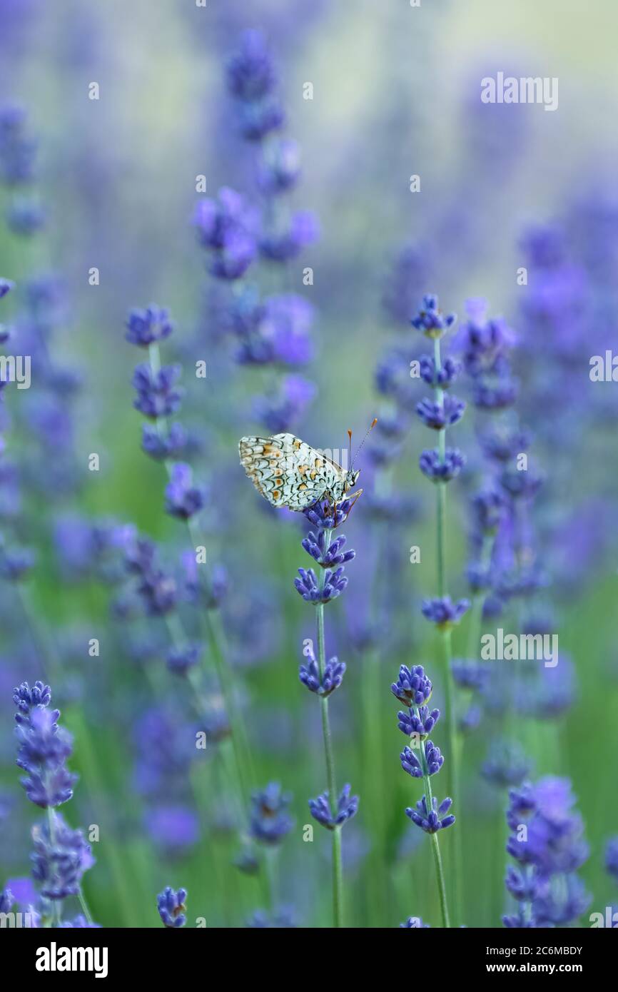 Butterfly in a lavender field in Provence, colorful background in ...