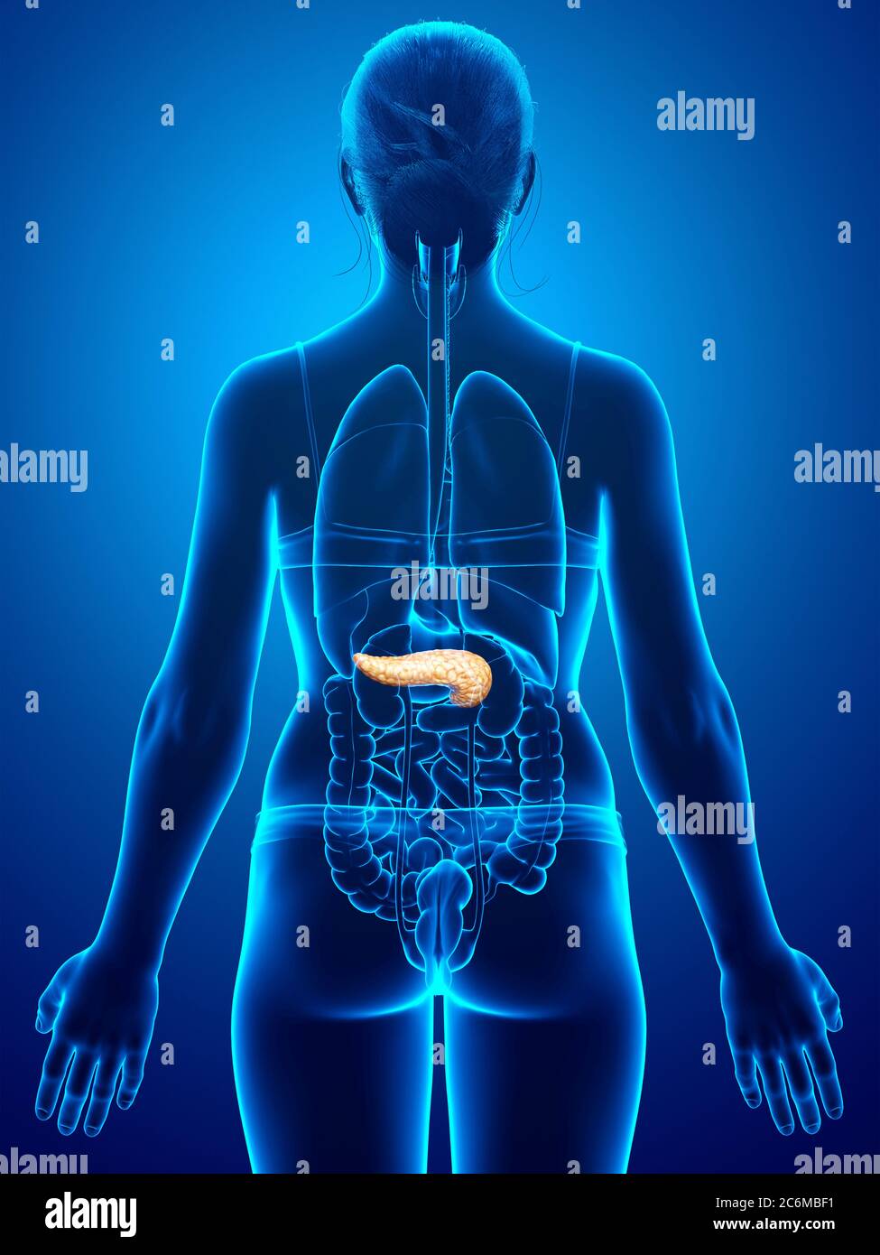 3d rendered, medically accurate illustration of a female pancreas Stock ...