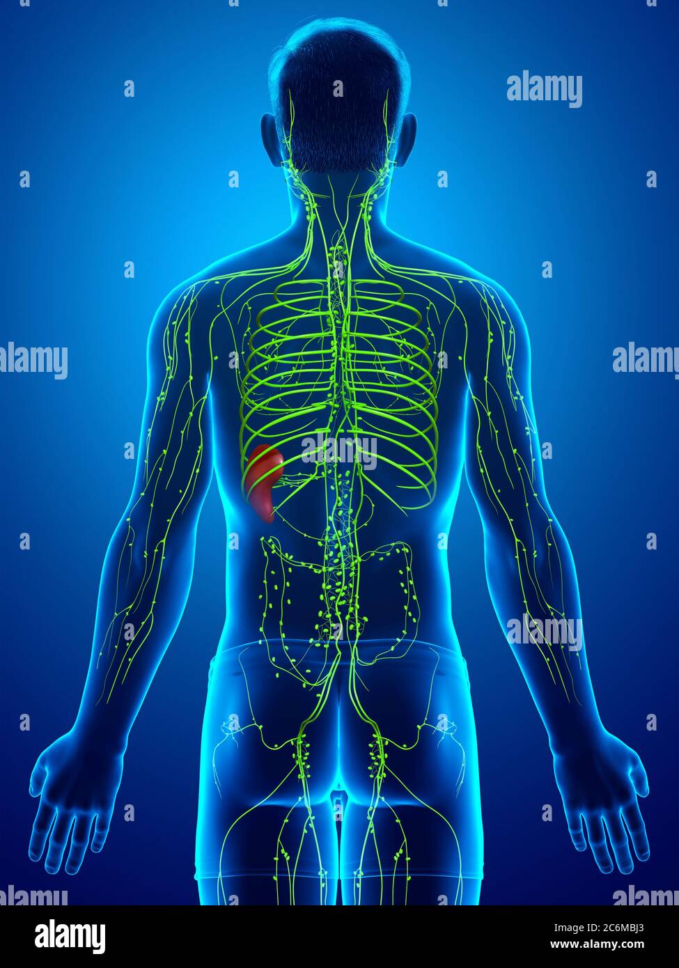 3d rendered medically accurate illustration of a male lymphatic system ...