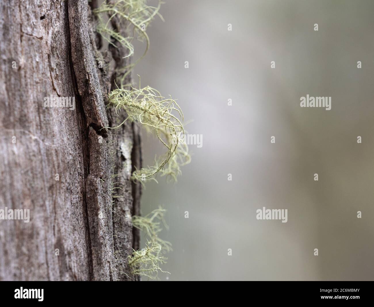 Australian lichen hi-res stock photography and images - Alamy