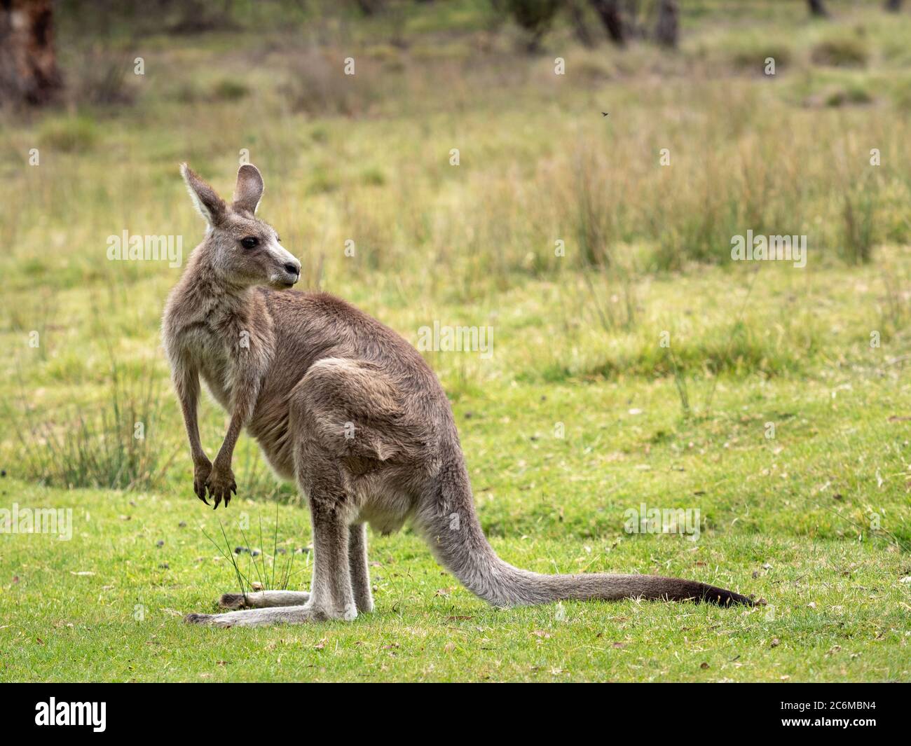 Wild Eastern Grey kangaroo, Australia Stock Photo - Alamy