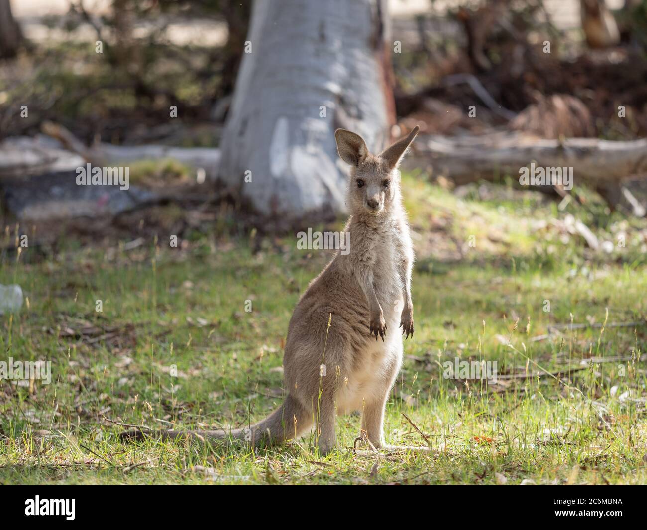 Wild Eastern Grey kangaroo, Australia Stock Photo - Alamy