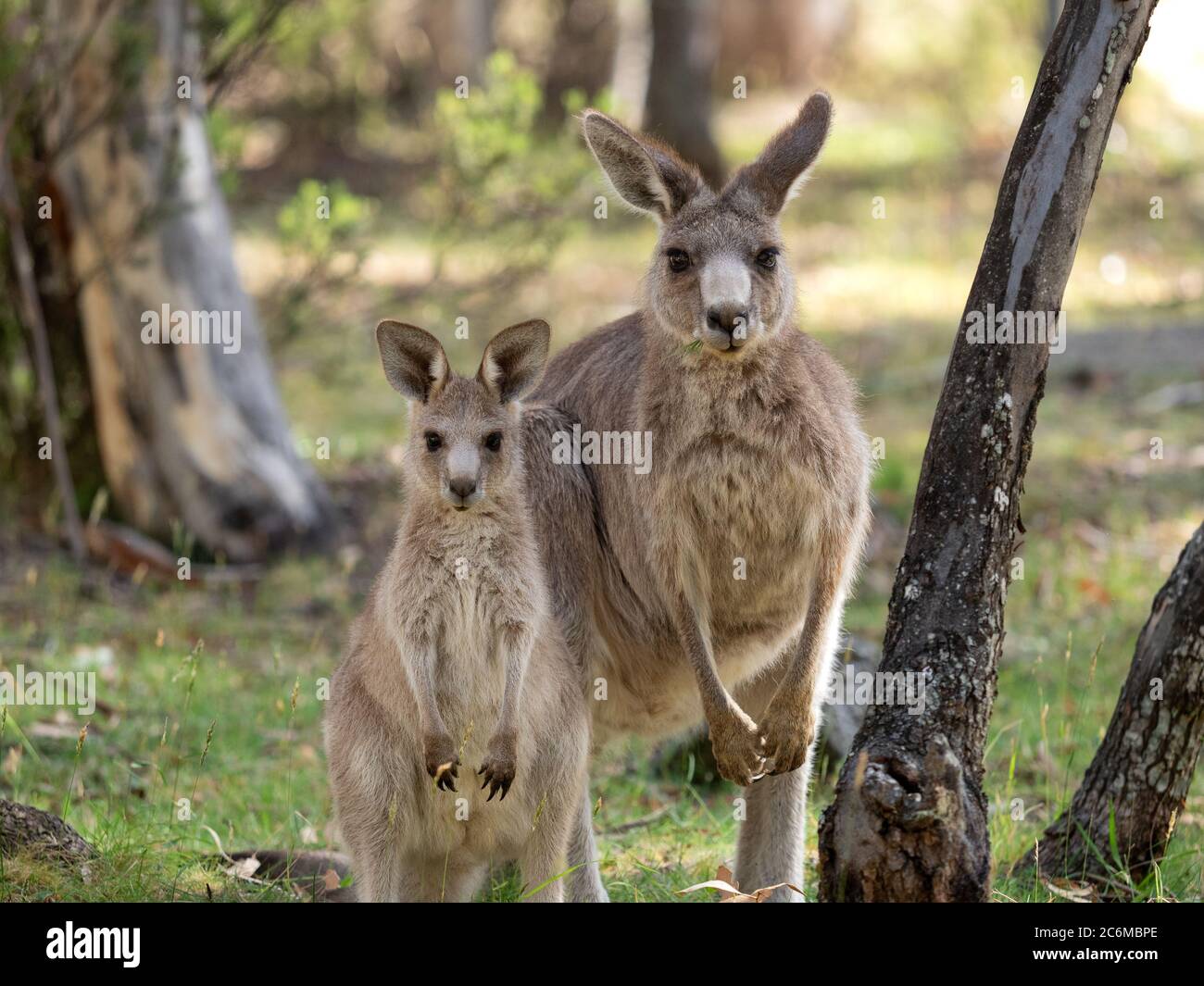Wild Eastern Grey kangaroo, Australia Stock Photo - Alamy