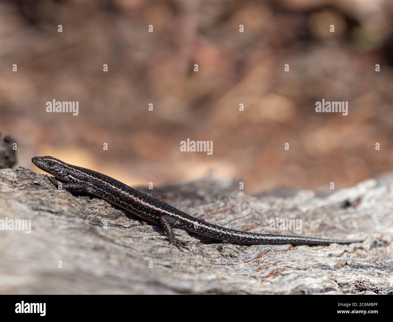 Australian native skink hi-res stock photography and images - Alamy