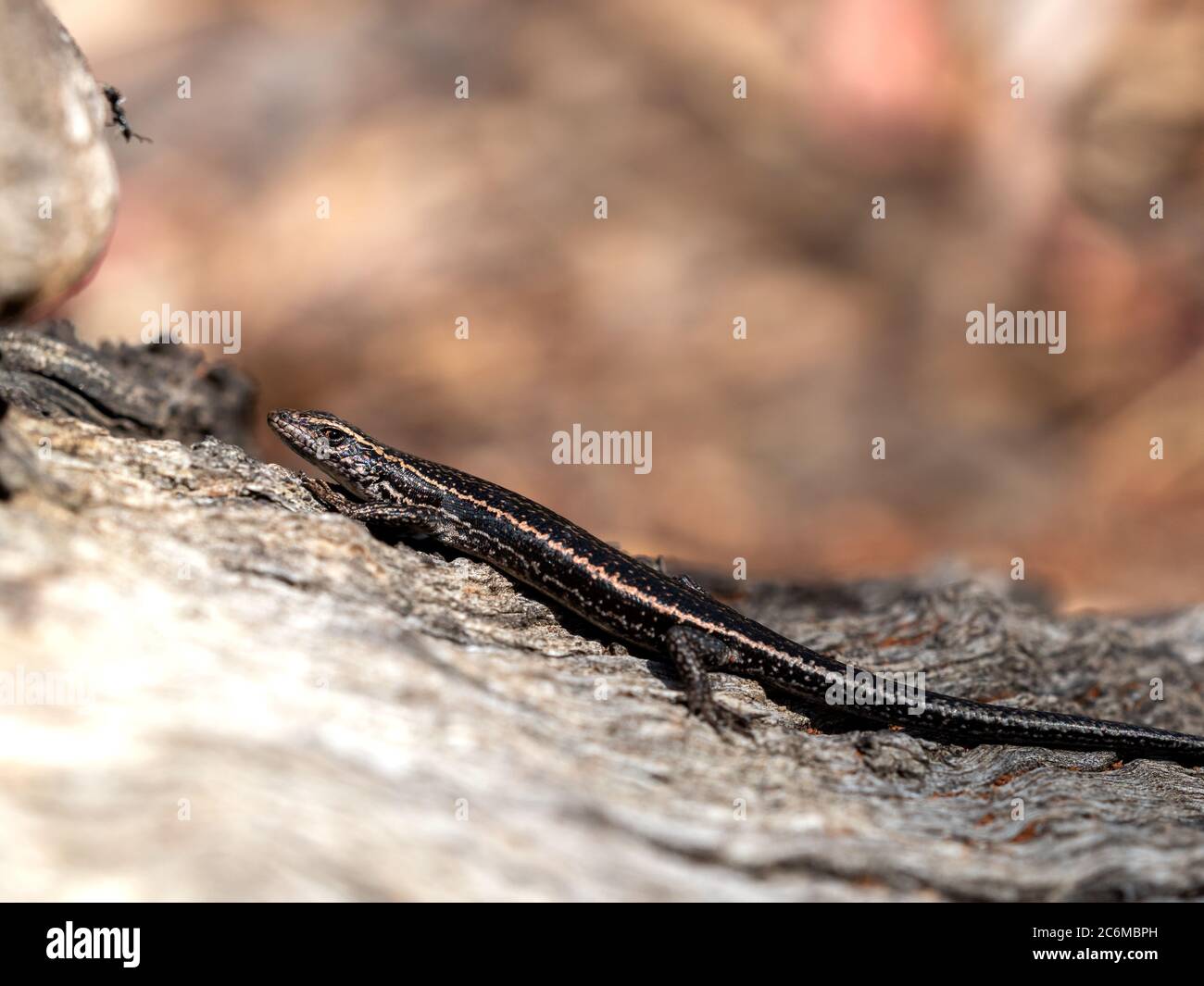 Eastern Water Skink Stock Photo - Alamy