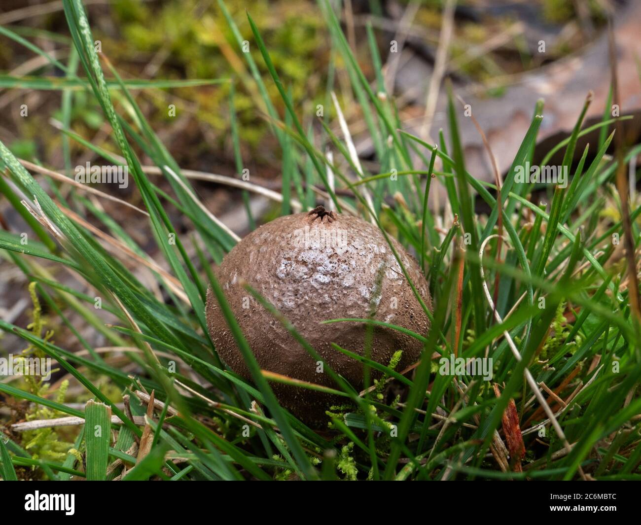 Australian fungus hi-res stock photography and images - Alamy