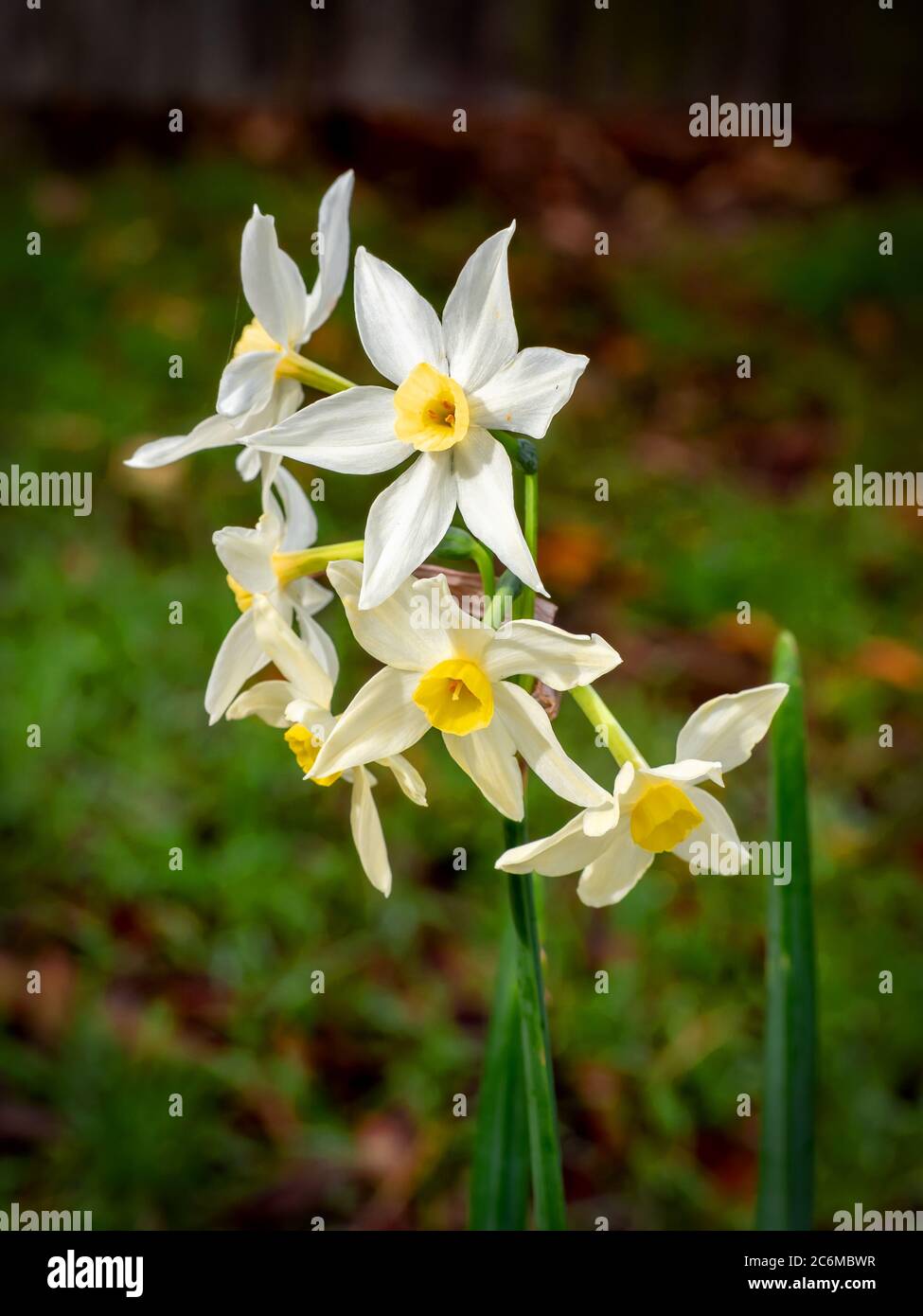 Jonquil Bulb High Resolution Stock Photography and Images - Alamy