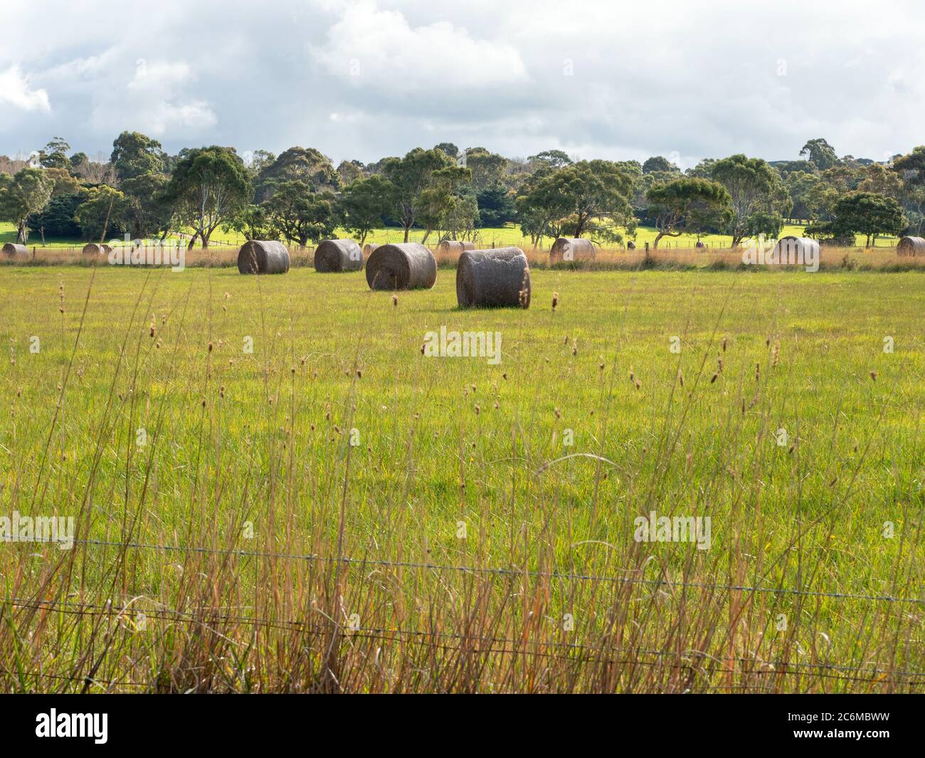 Hay Bales in a winter paddock Stock Photo - Alamy