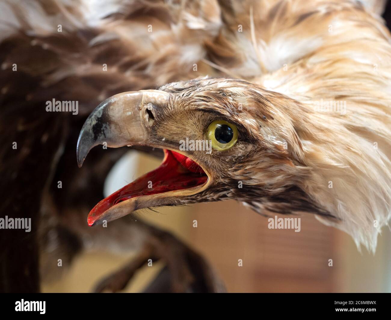 Wedge tailed eagle hi-res stock photography and images - Alamy