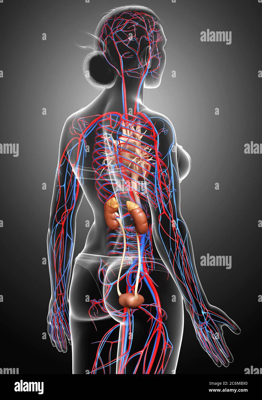 3d rendered, medically accurate illustration of the female kidneys and ...