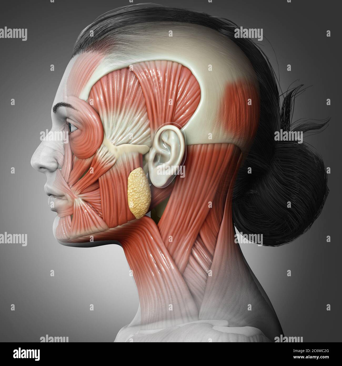 3d rendering medical illustration of Female head anatomy for education ...