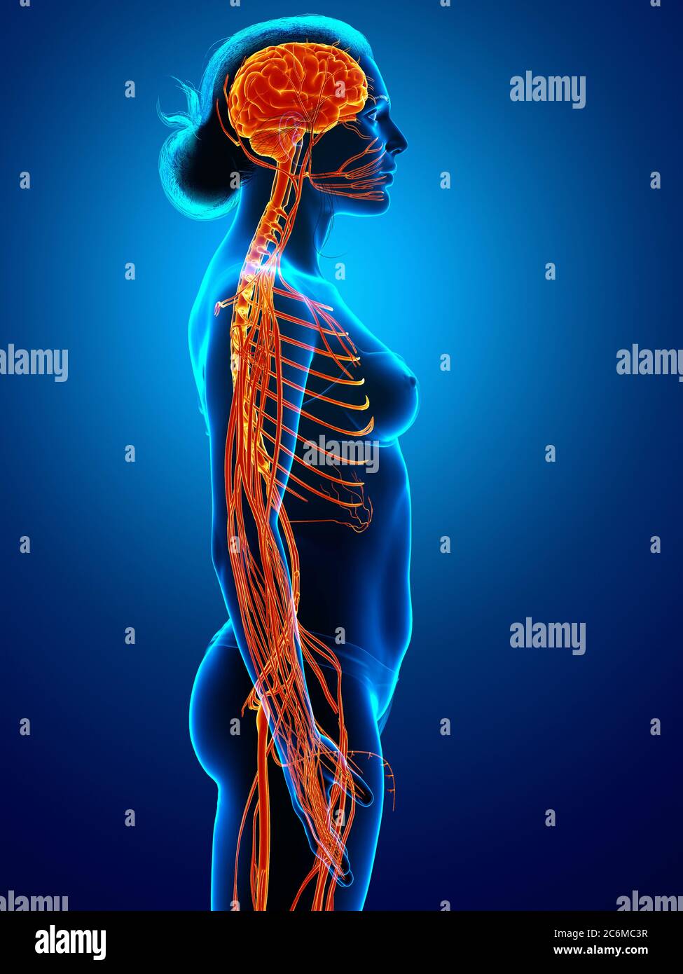3d rendered medically accurate illustration of a female nervous system ...