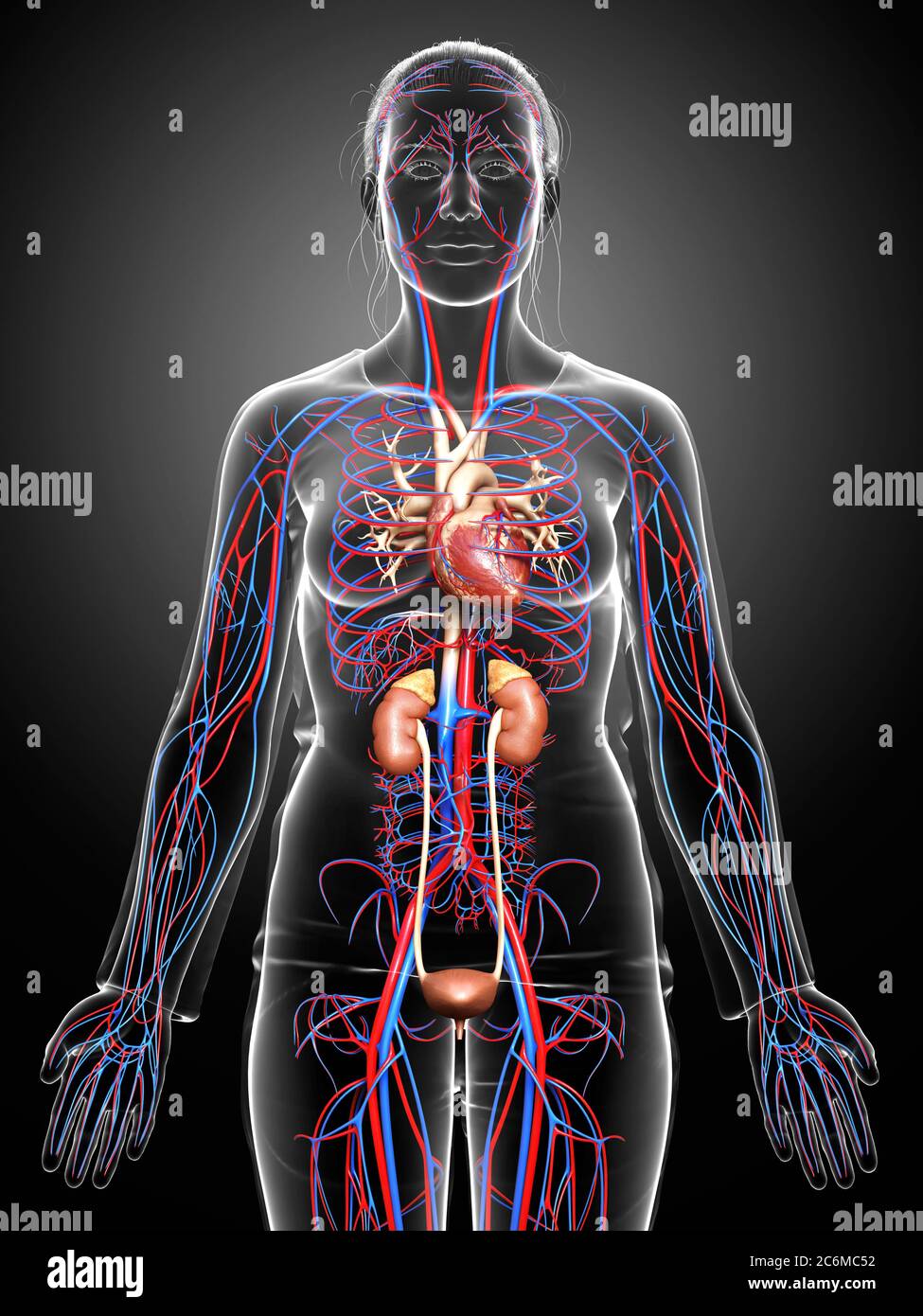 3d rendered, medically accurate illustration of the female kidneys and ...
