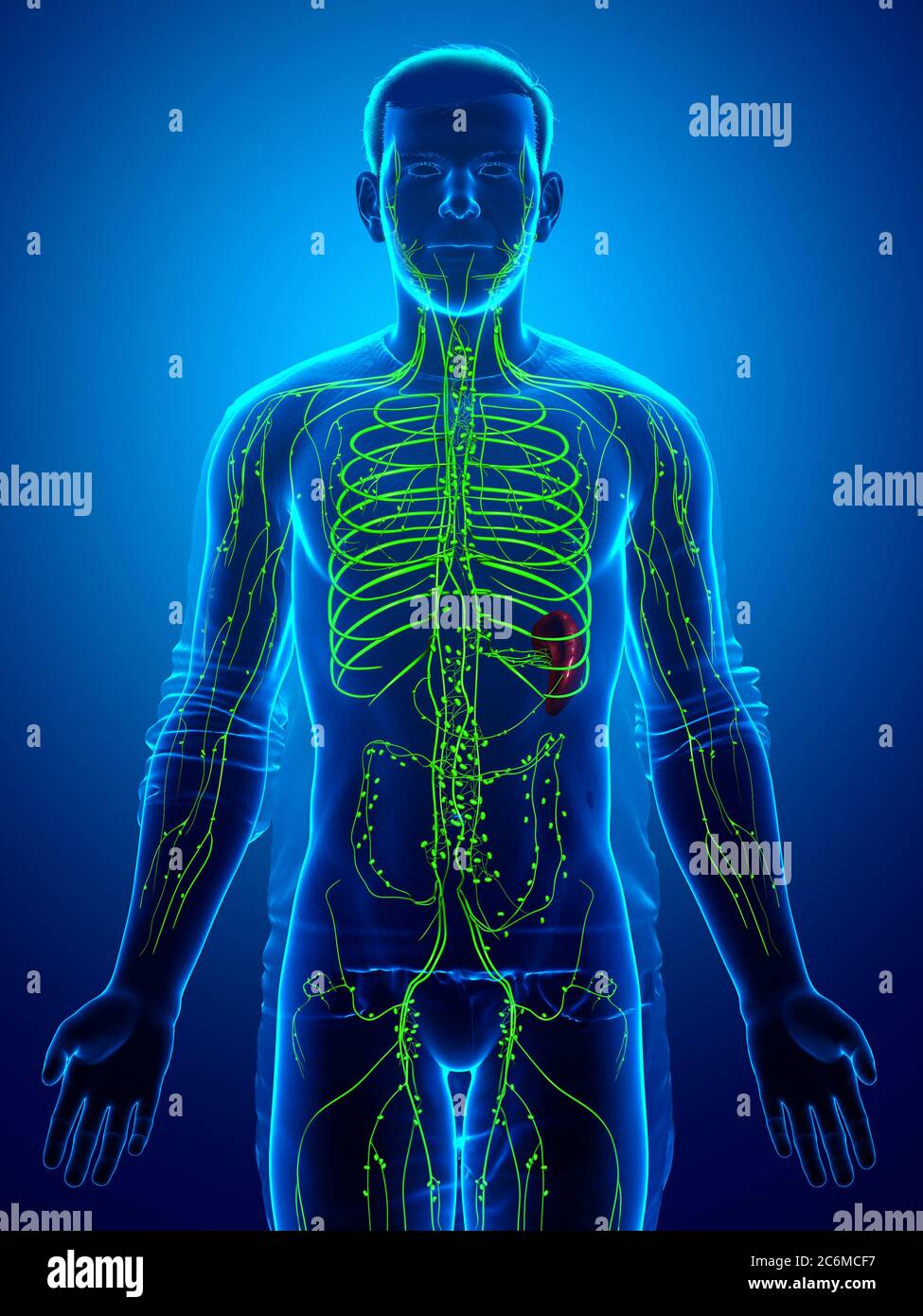 3d rendered medically accurate illustration of a male lymphatic system ...