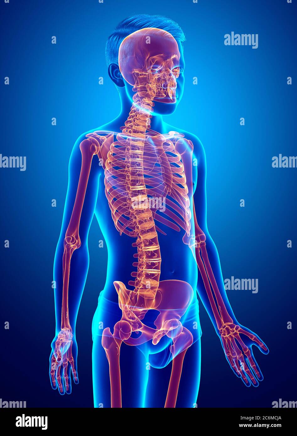 3d rendered, medically accurate illustration of a young boy skeleton ...