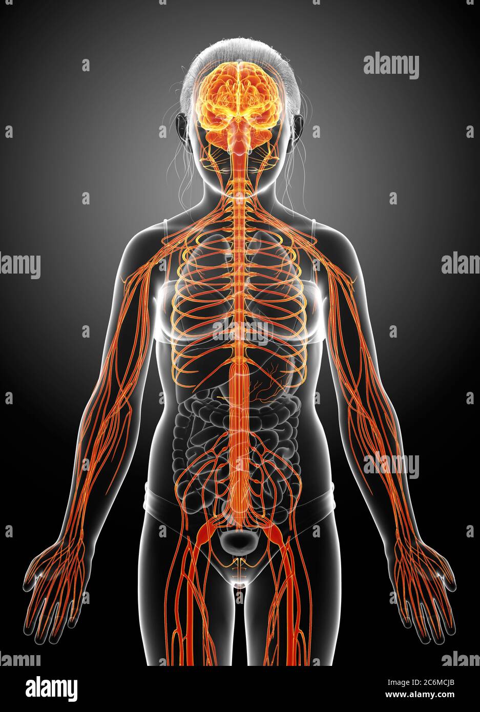 3d rendered medically accurate illustration of a young girl nervous ...